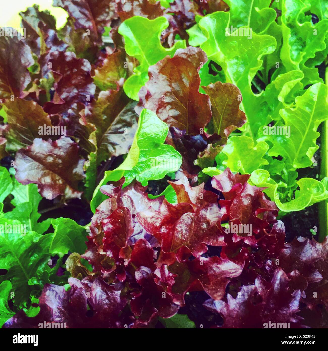 Lettuce texture hi-res stock photography and images - Alamy