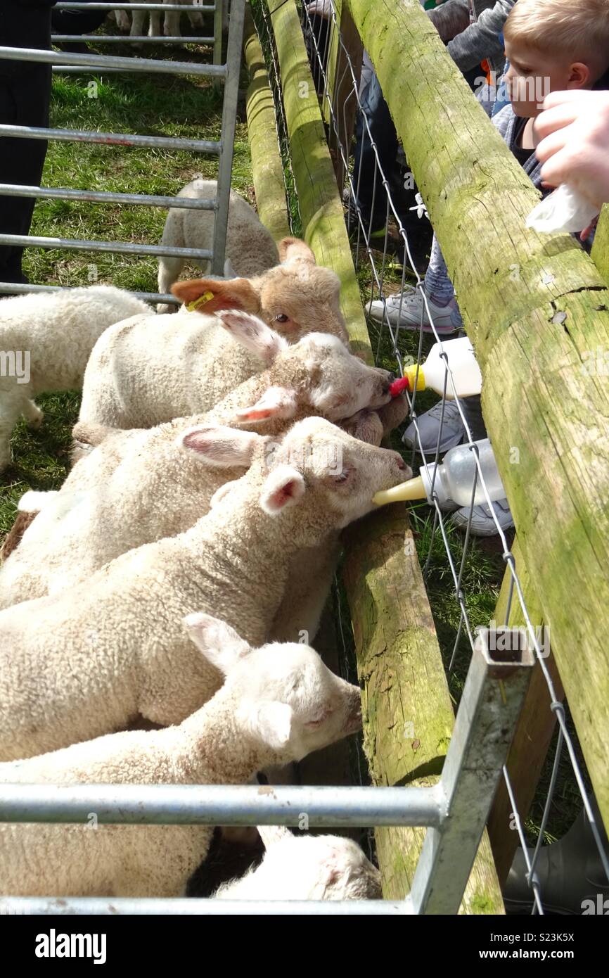 Lambing Stock Photos & Lambing Stock Images - Alamy