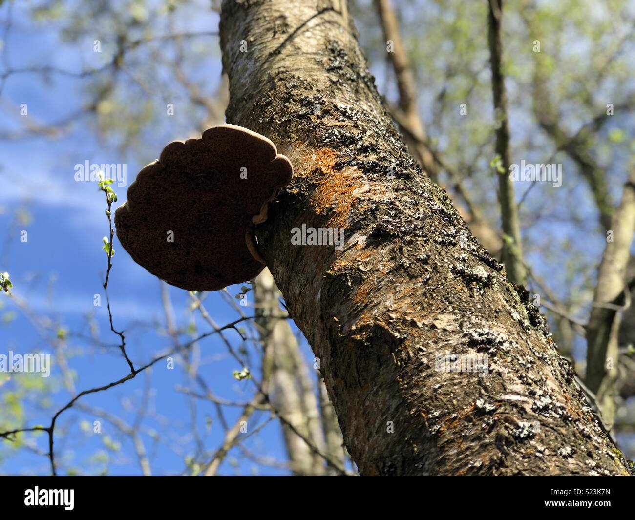 Fungus on tree, in forest in Fife, Scotland Stock Photo - Alamy