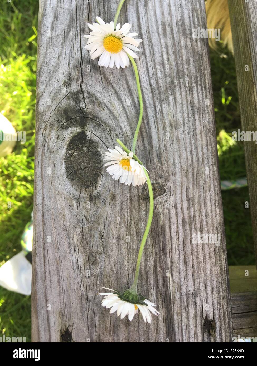 Daisy chain hi-res stock photography and images - Alamy