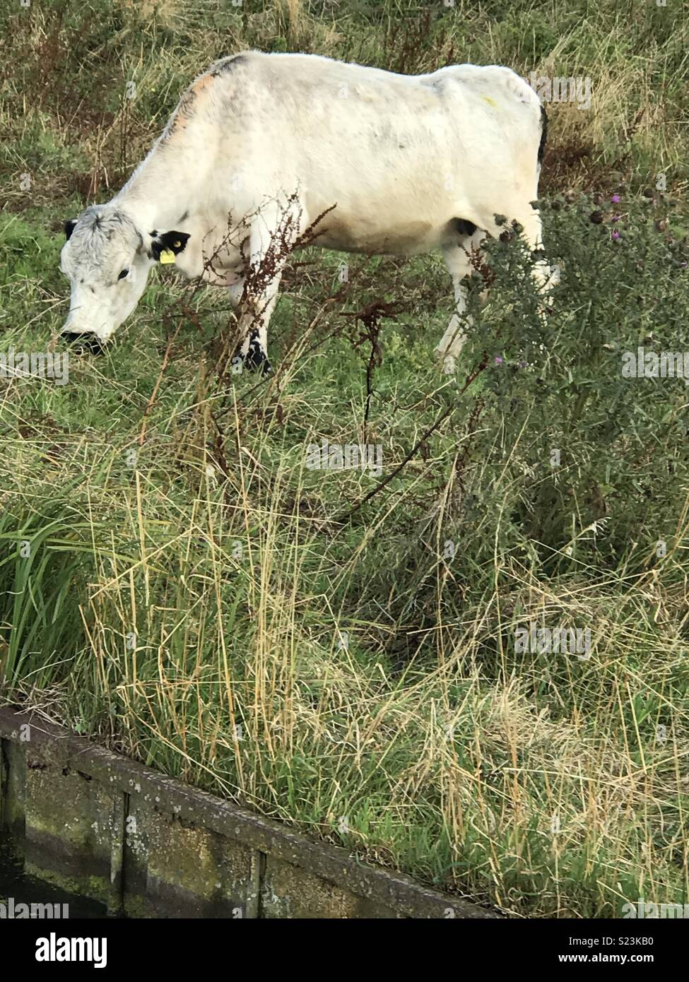 Mooing hi-res stock photography and images - Alamy