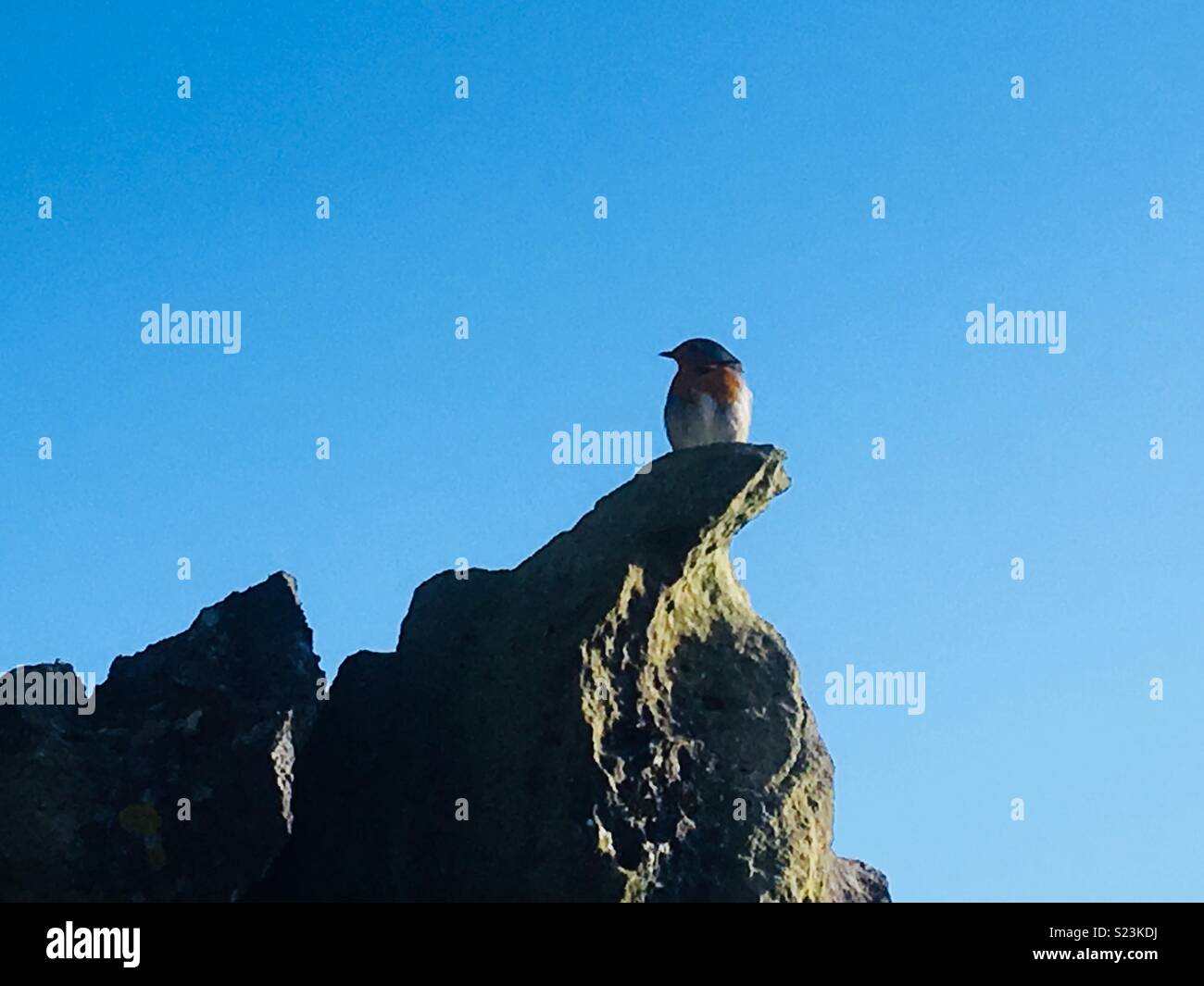 Robin and rock hi-res stock photography and images - Alamy