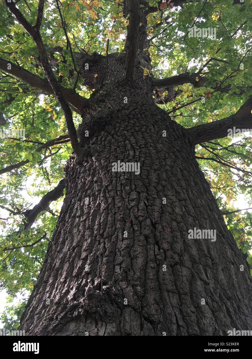 Upshot of acorn tree Stock Photo - Alamy