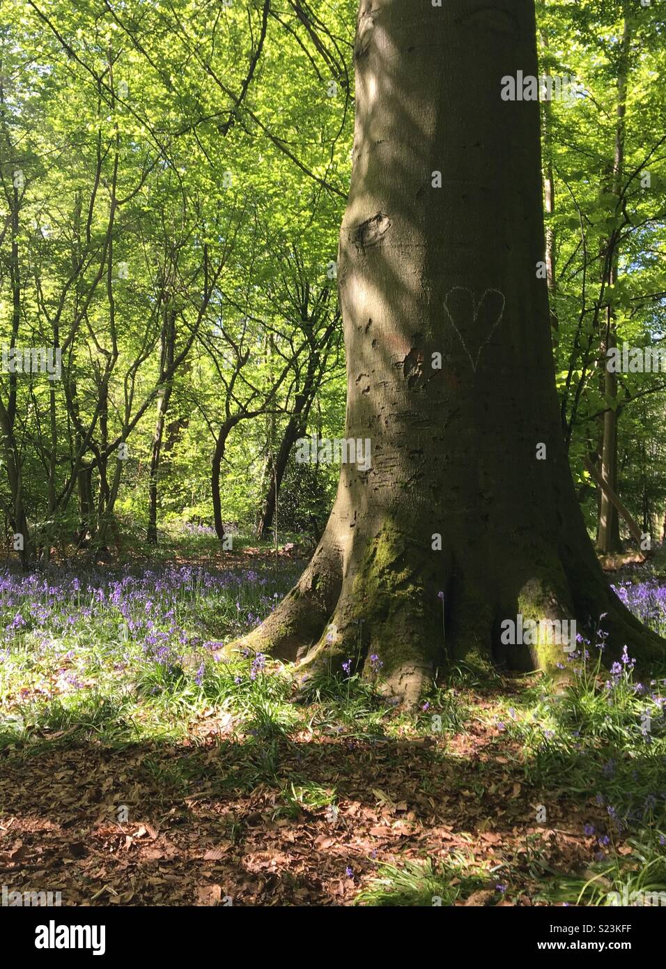 Bluebells oak tree hi-res stock photography and images - Alamy