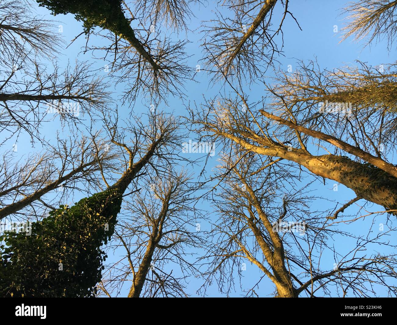 Winter leafless trees from below Stock Photo - Alamy