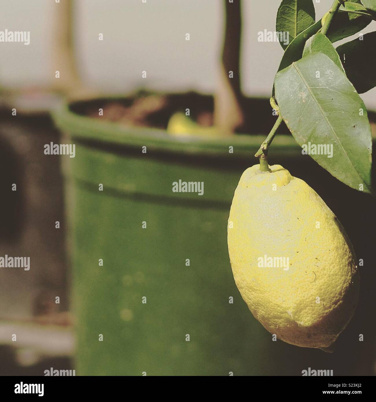 Lemon fruit hanging Stock Photo - Alamy