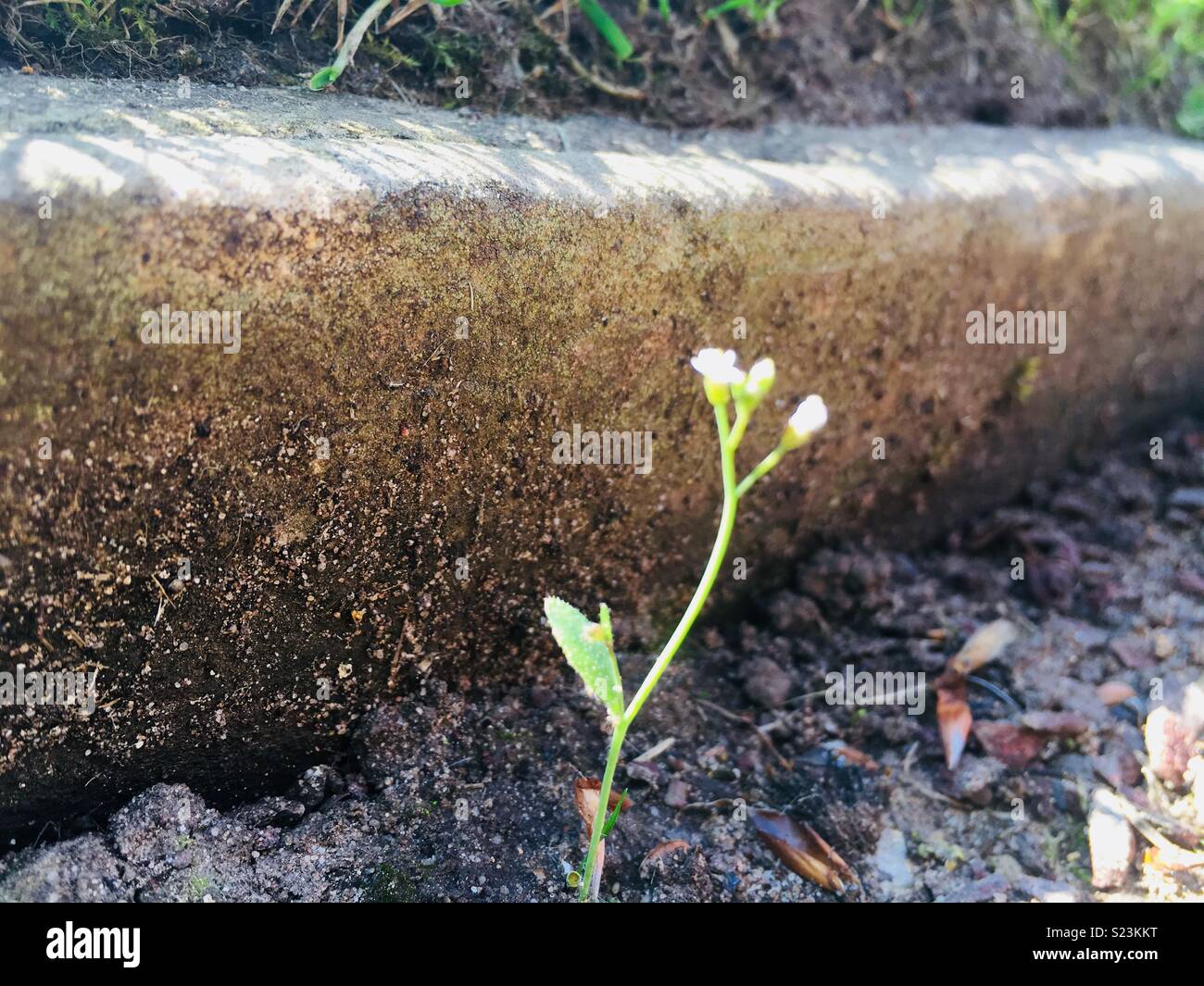 New shoots pushing through ground Stock Photo - Alamy