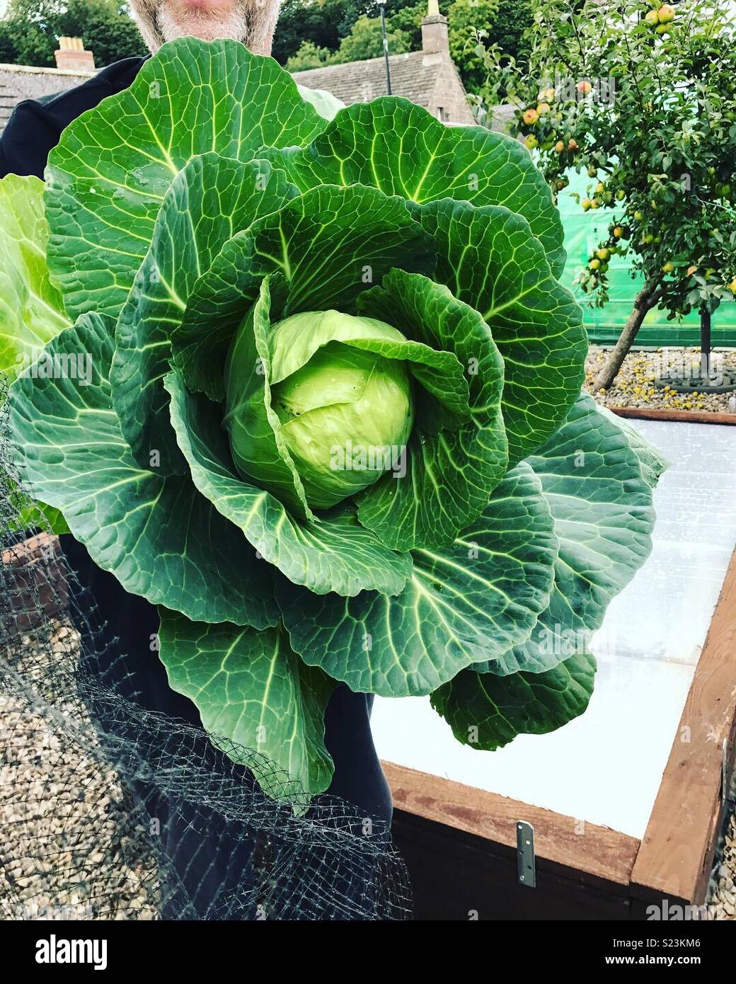 Giant cabbage hi-res stock photography and images - Alamy