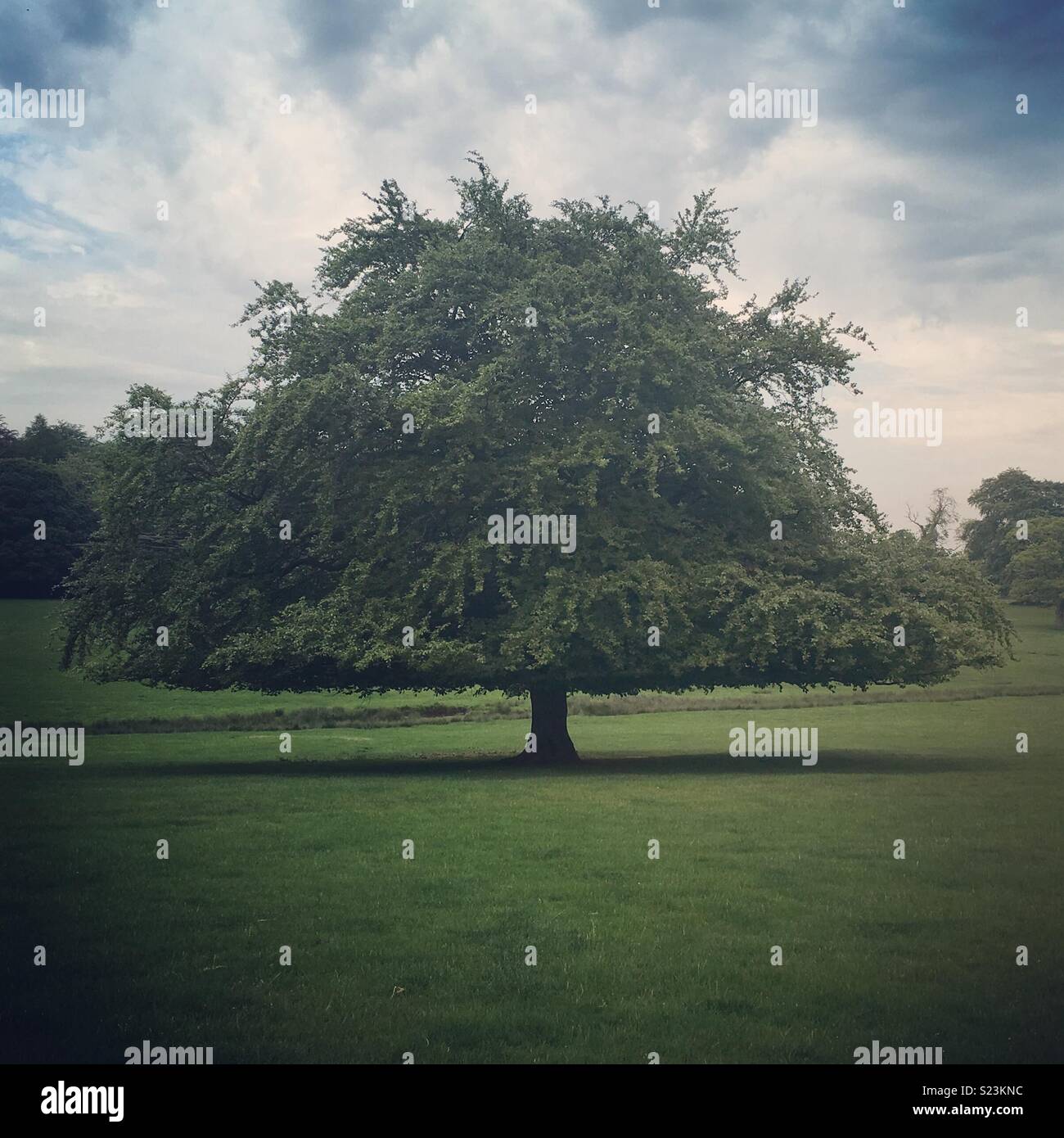 Perfect tree hi-res stock photography and images - Alamy