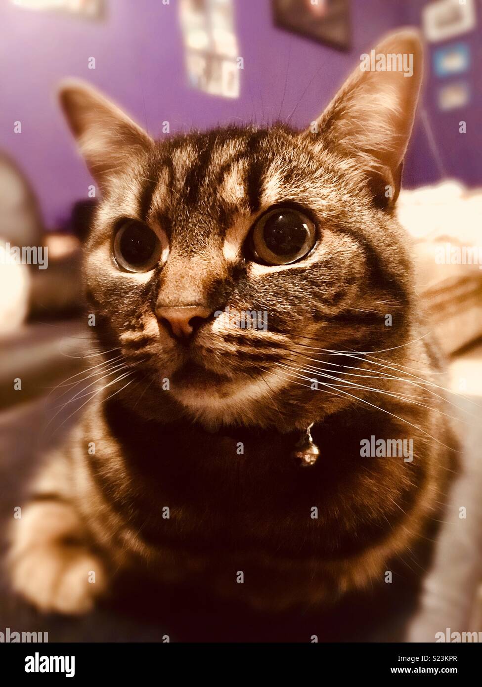 Interested cat hi-res stock photography and images - Alamy