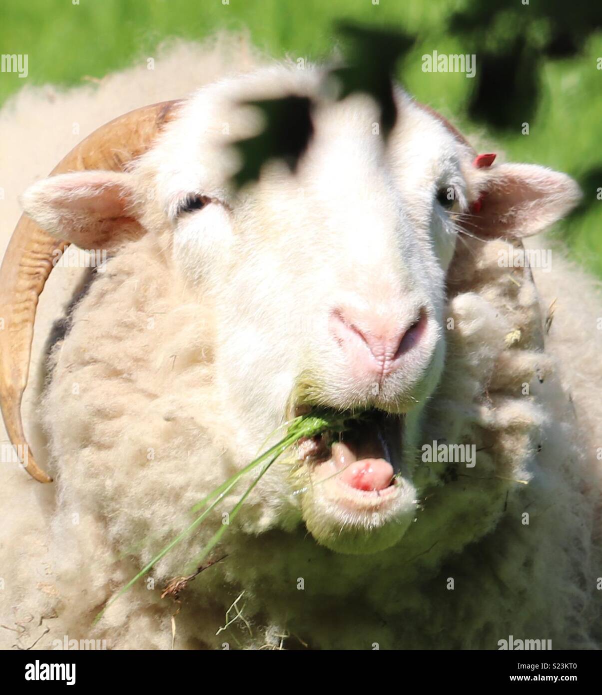Laughing sheep hi-res stock photography and images - Alamy