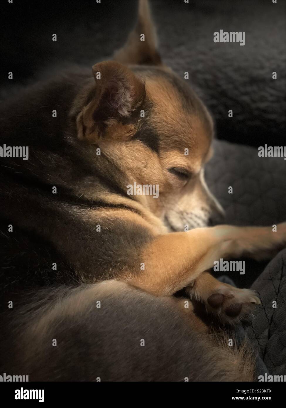 Smallest dog hi-res stock photography and images - Alamy