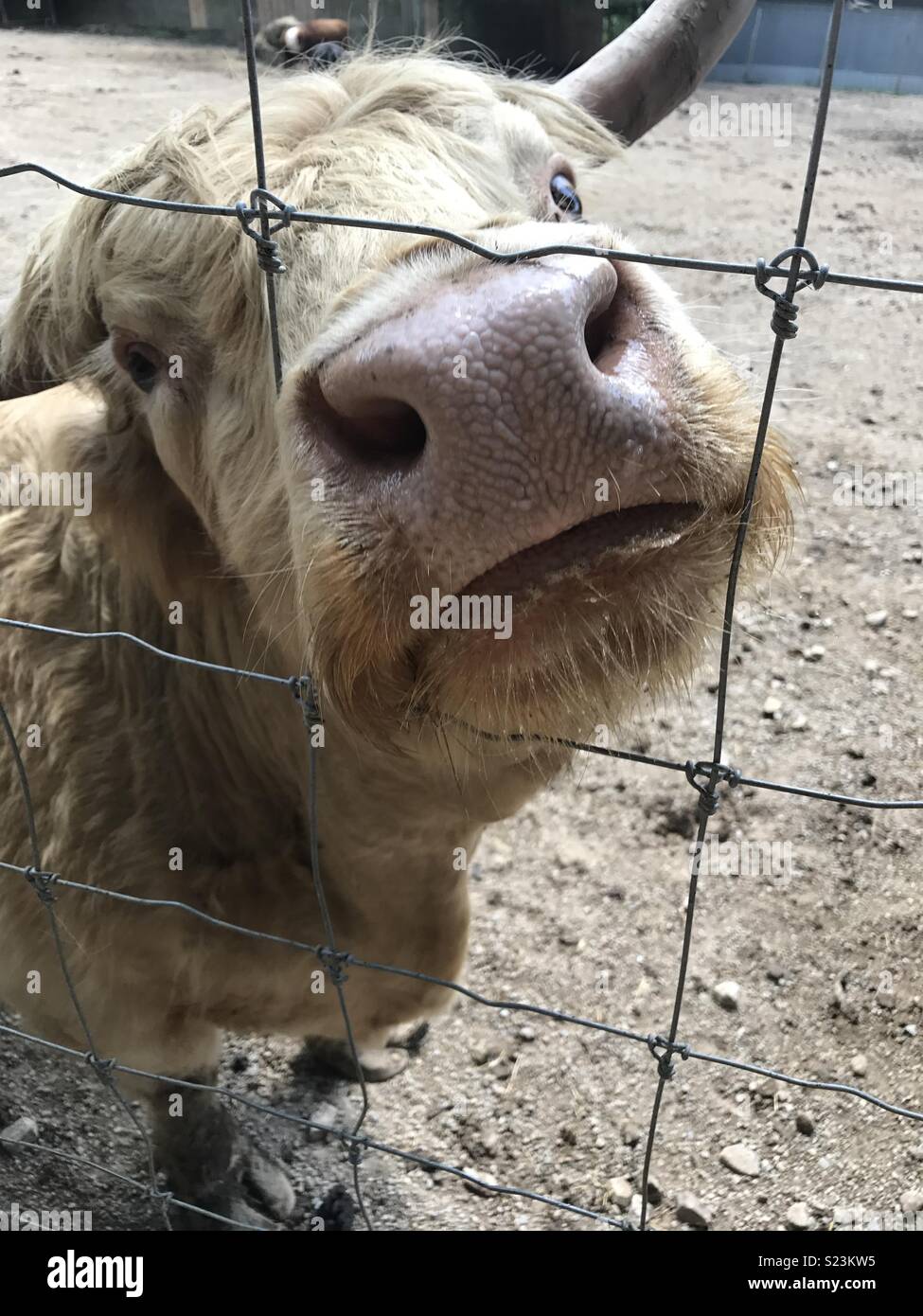 Yak animals hi-res stock photography and images - Alamy