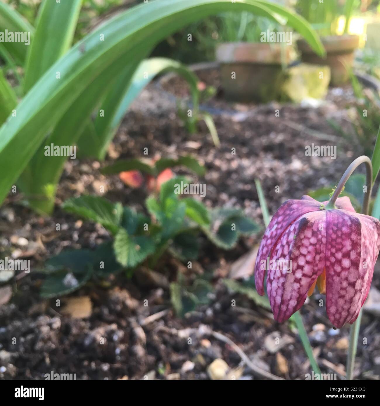 Spring snakes head fritillaria bulb flower Stock Photo - Alamy