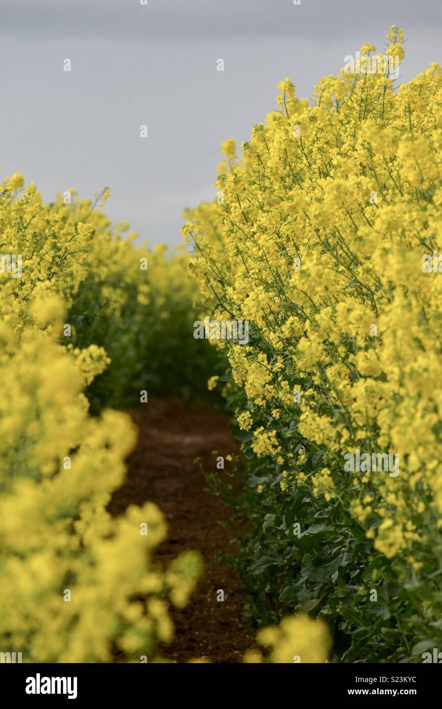 Growing rapeseed hi-res stock photography and images - Alamy