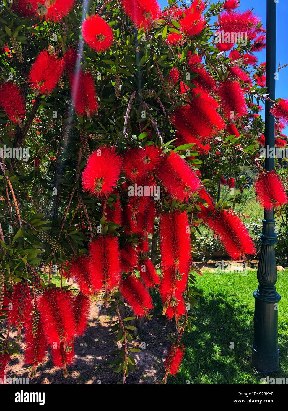 Lovely colourful tree Stock Photo - Alamy