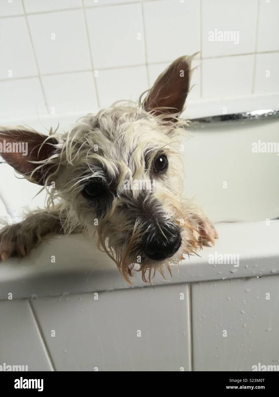 Puppy bath time! Stock Photo - Alamy