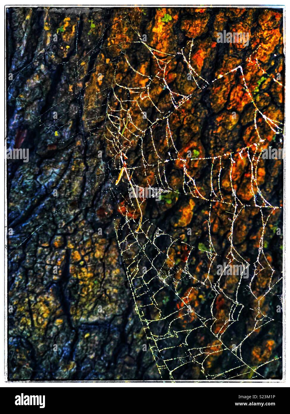Spiderweb attached to bark of a tree hi-res stock photography and ...