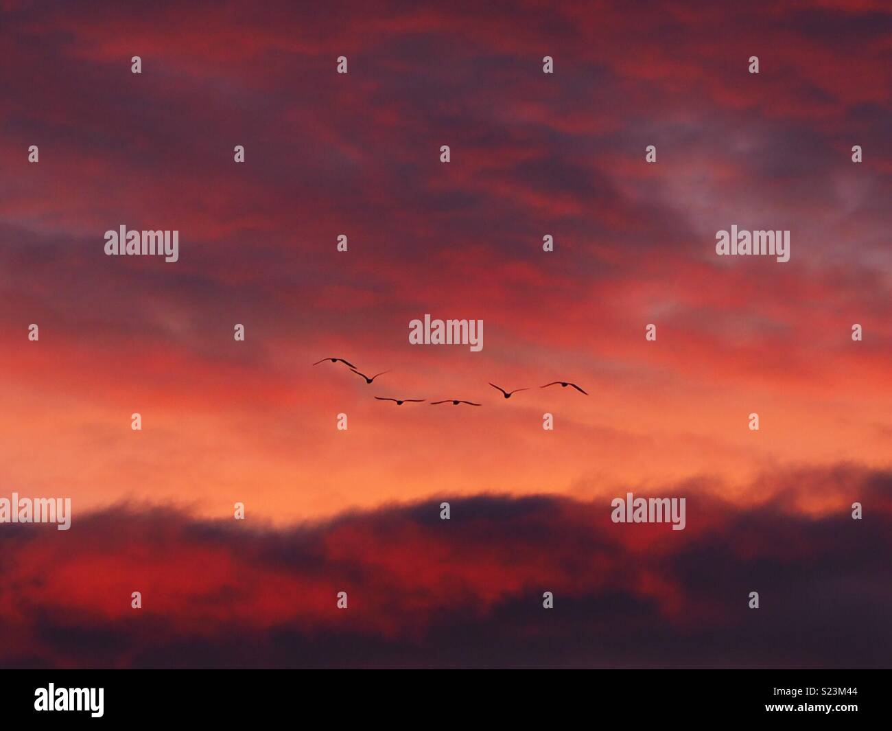 Dramatic red sky with flock of birds Stock Photo - Alamy