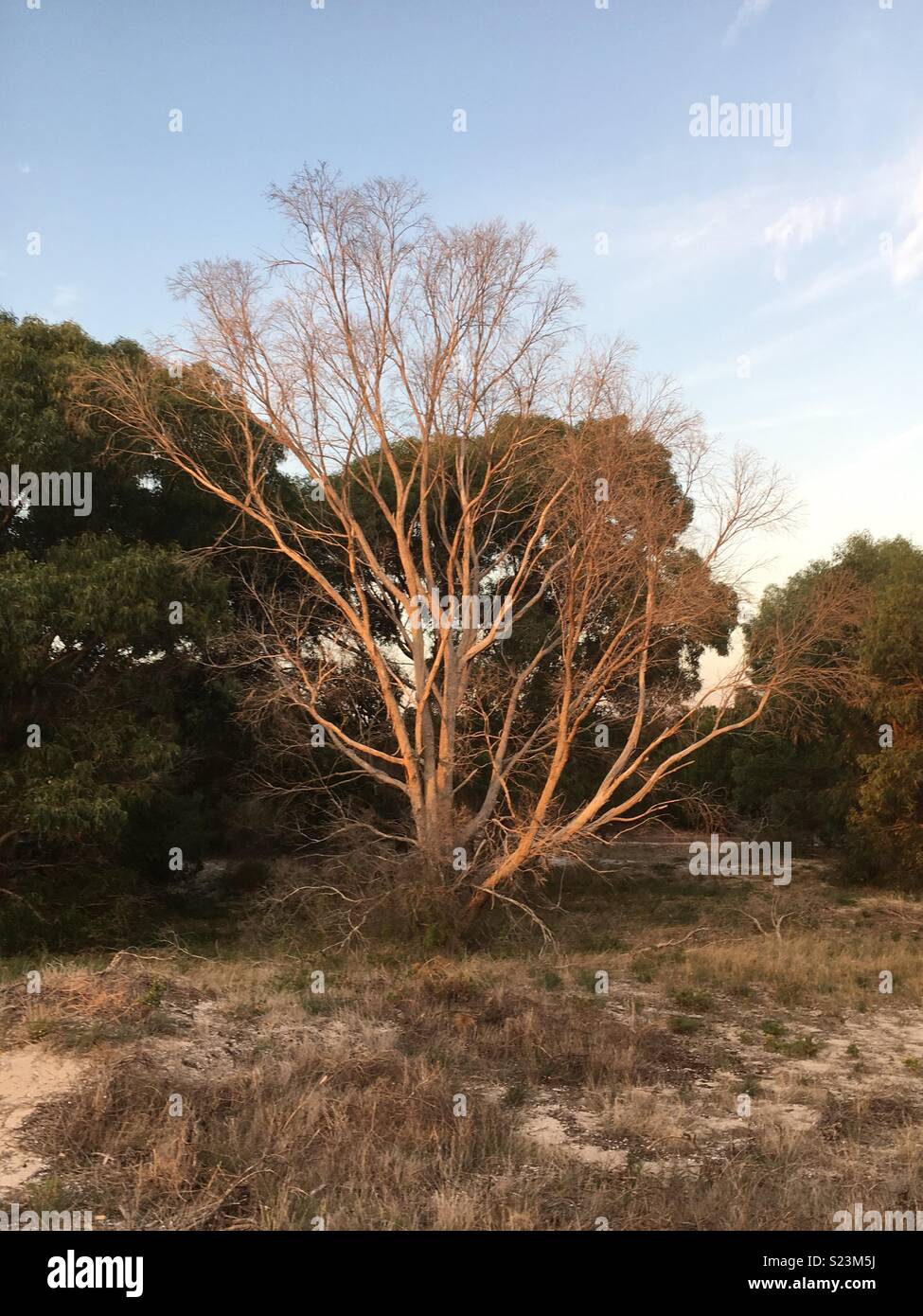 Dead gum tree hi-res stock photography and images - Alamy