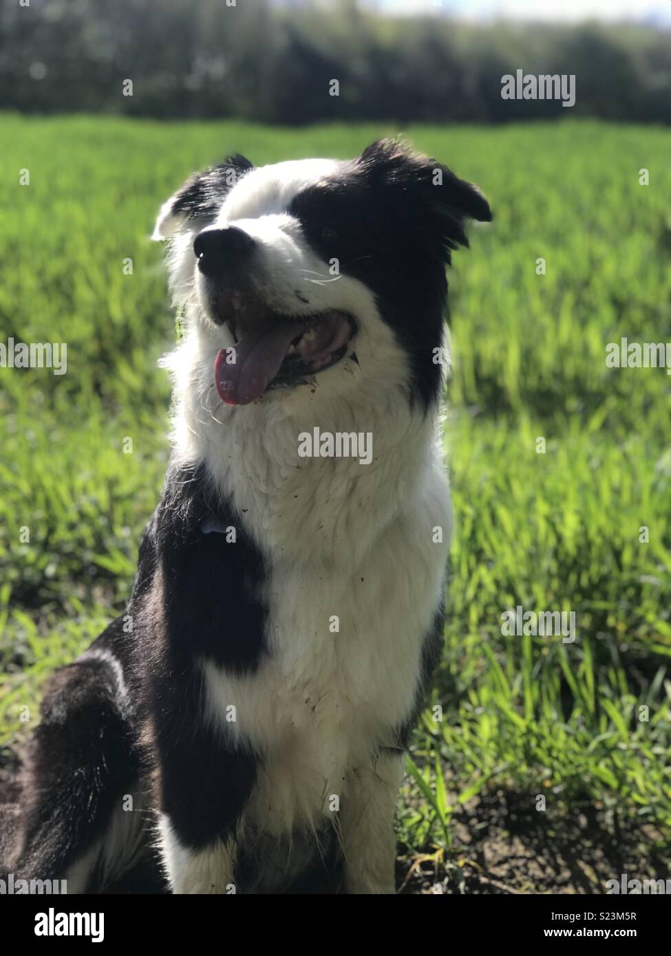 Border collie smiles Stock Photo - Alamy