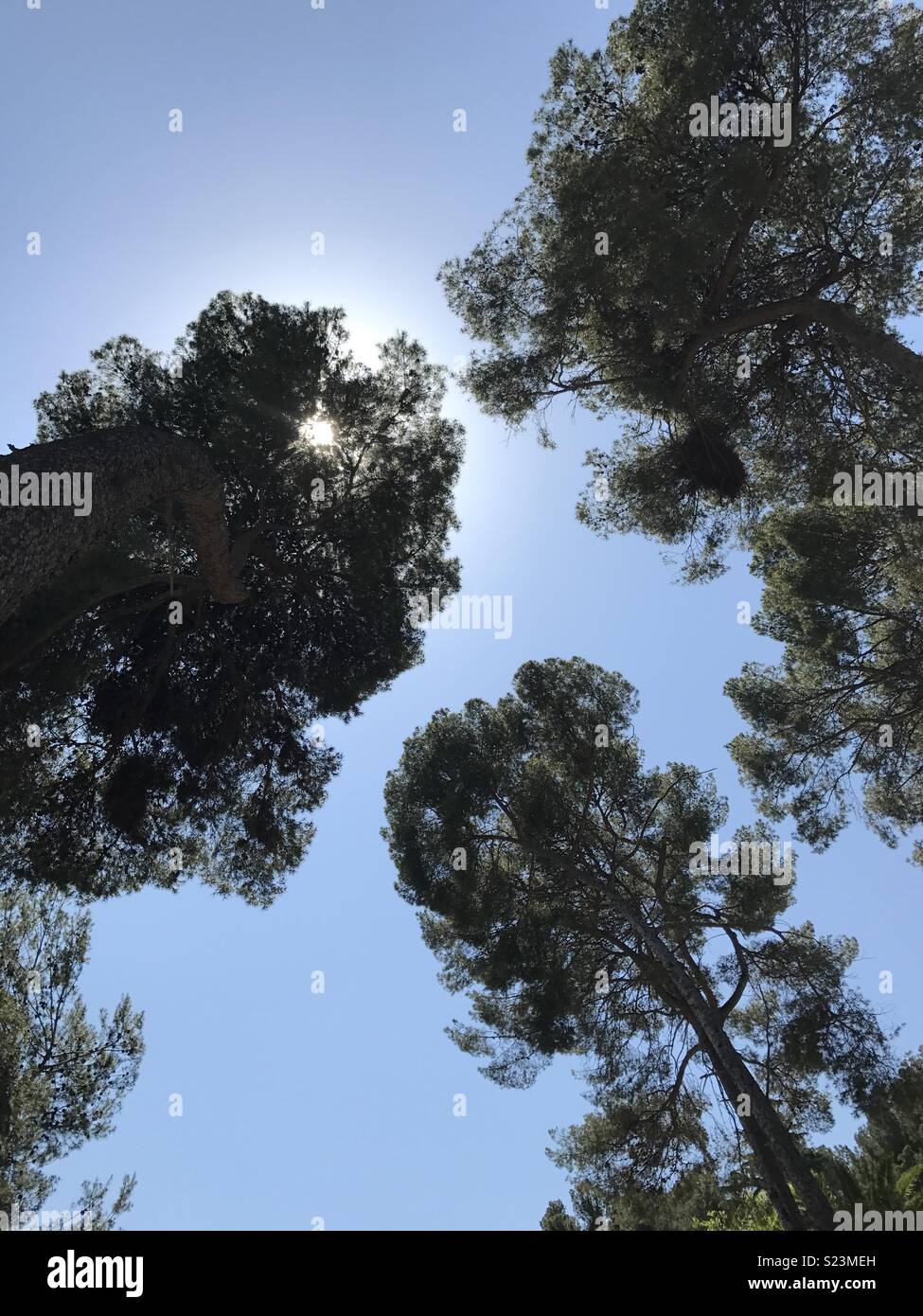 Trees overhead hi-res stock photography and images - Alamy