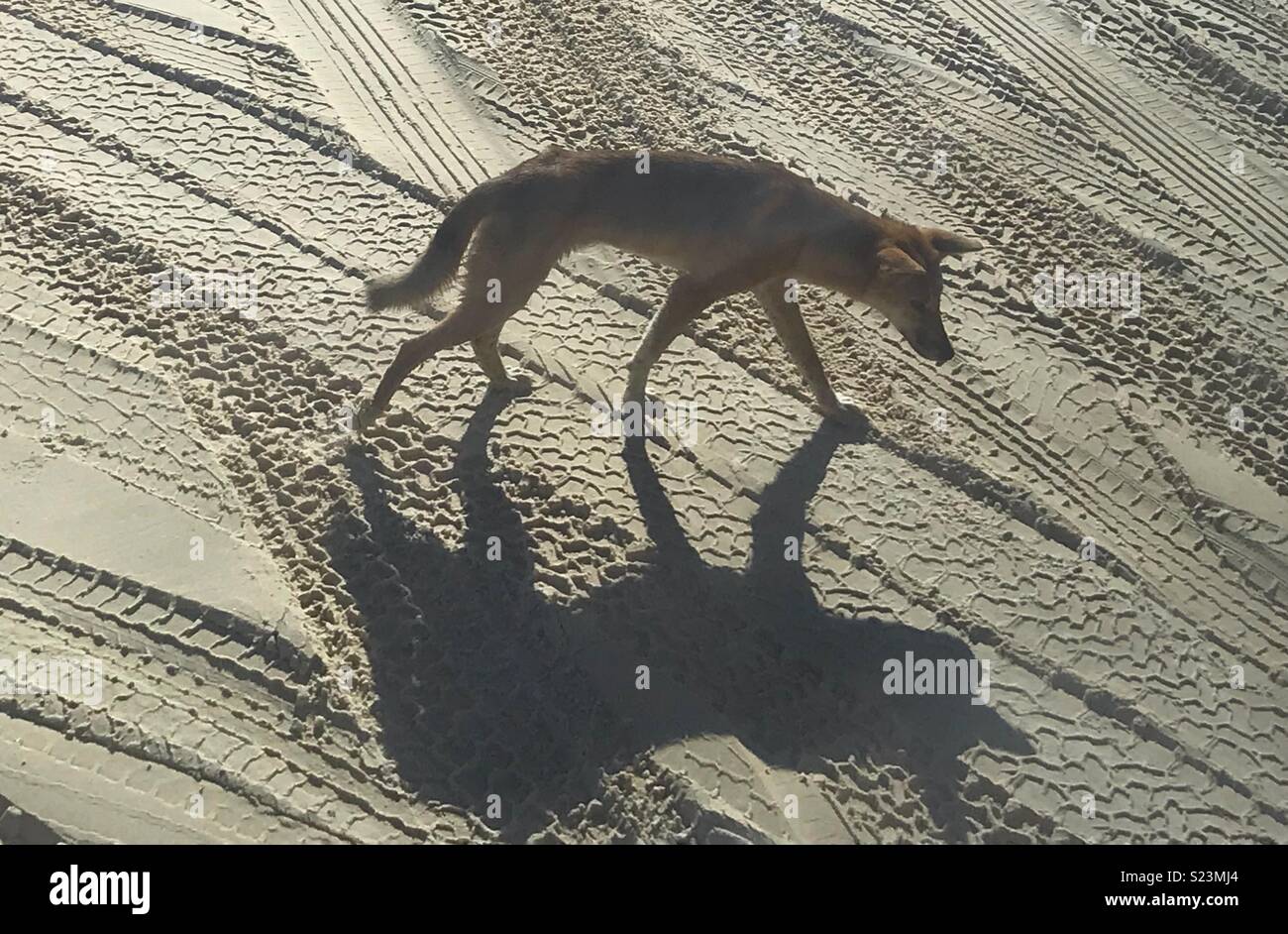 Dingo fraser island australia hi-res stock photography and images - Alamy