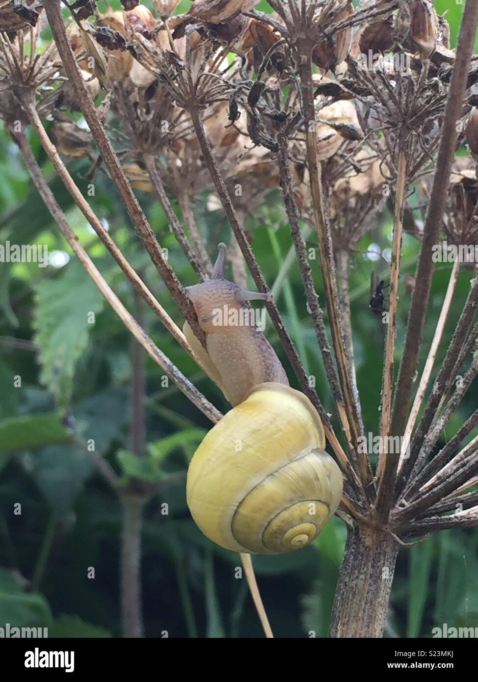 Yellow shelled snail hi-res stock photography and images - Alamy