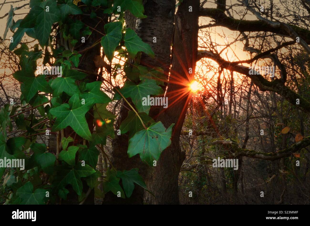 Evening_sunset hi-res stock photography and images - Alamy