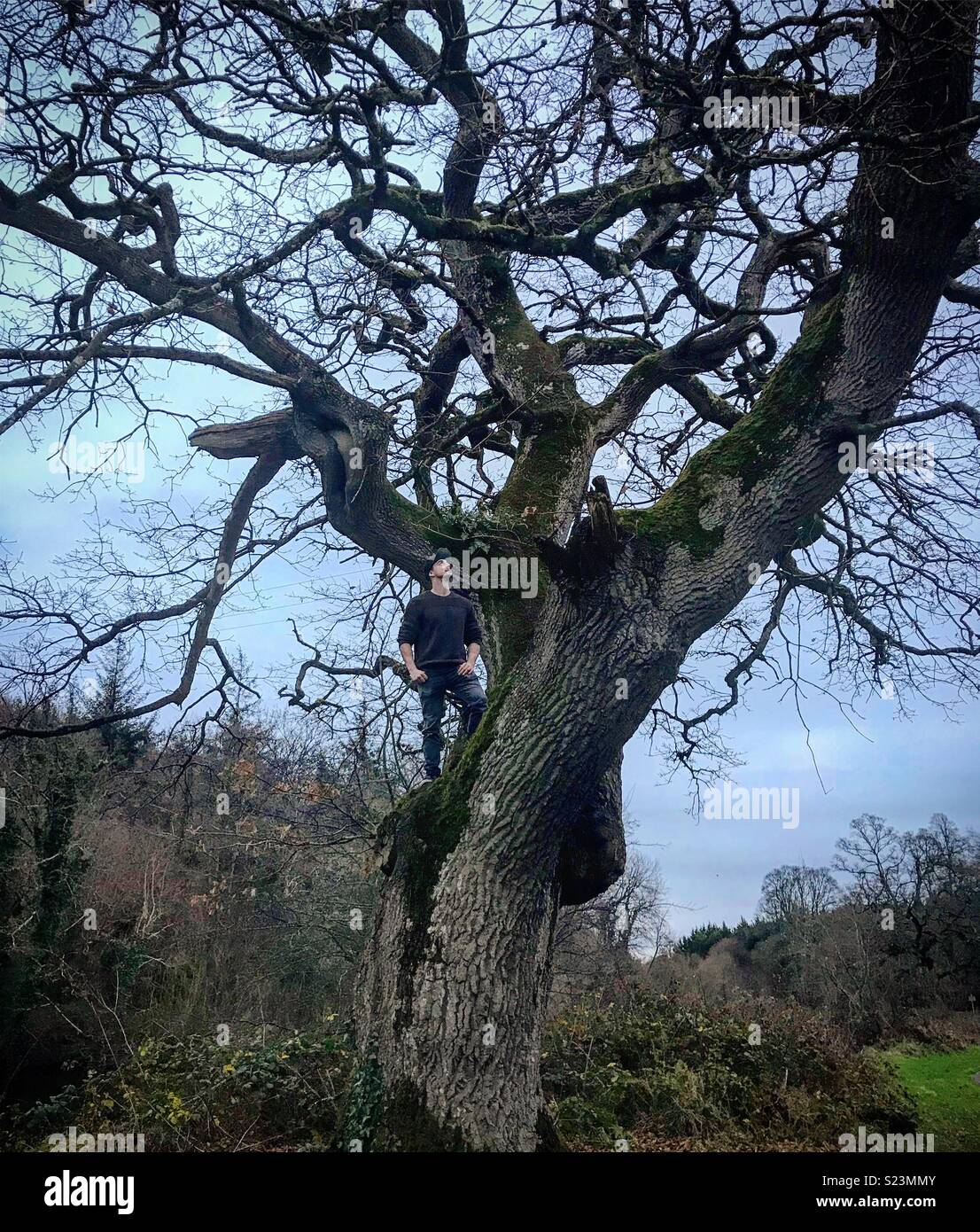 Man in tree Stock Photo - Alamy