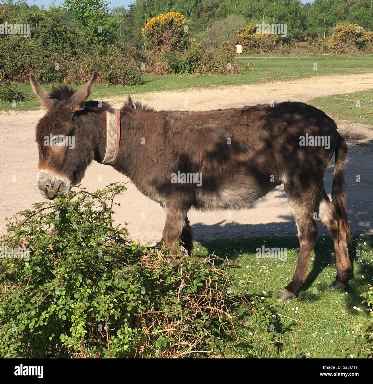 New forest donkey hi-res stock photography and images - Alamy