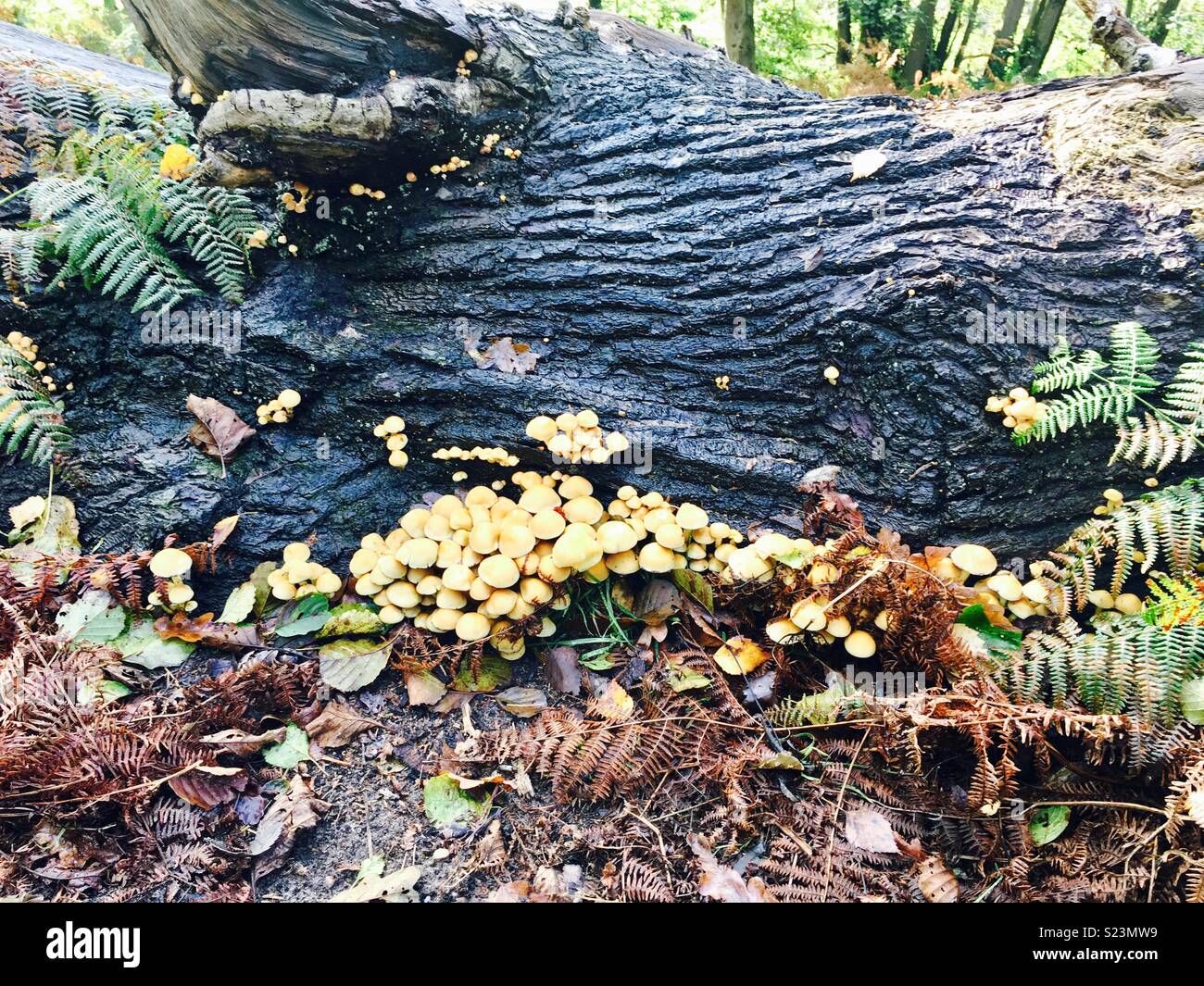 Fall fungus hi-res stock photography and images - Alamy