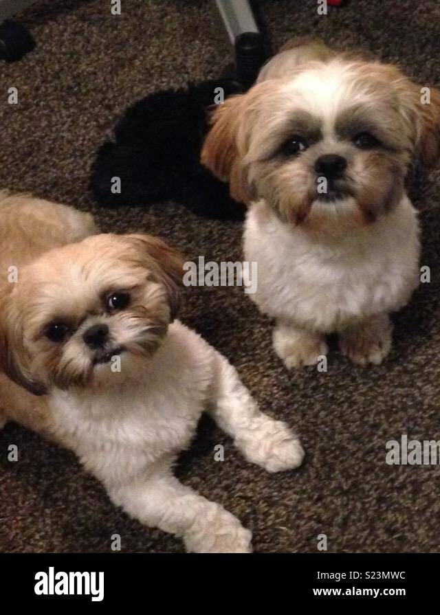 Shih Tzus High Resolution Stock Photography and Images - Alamy