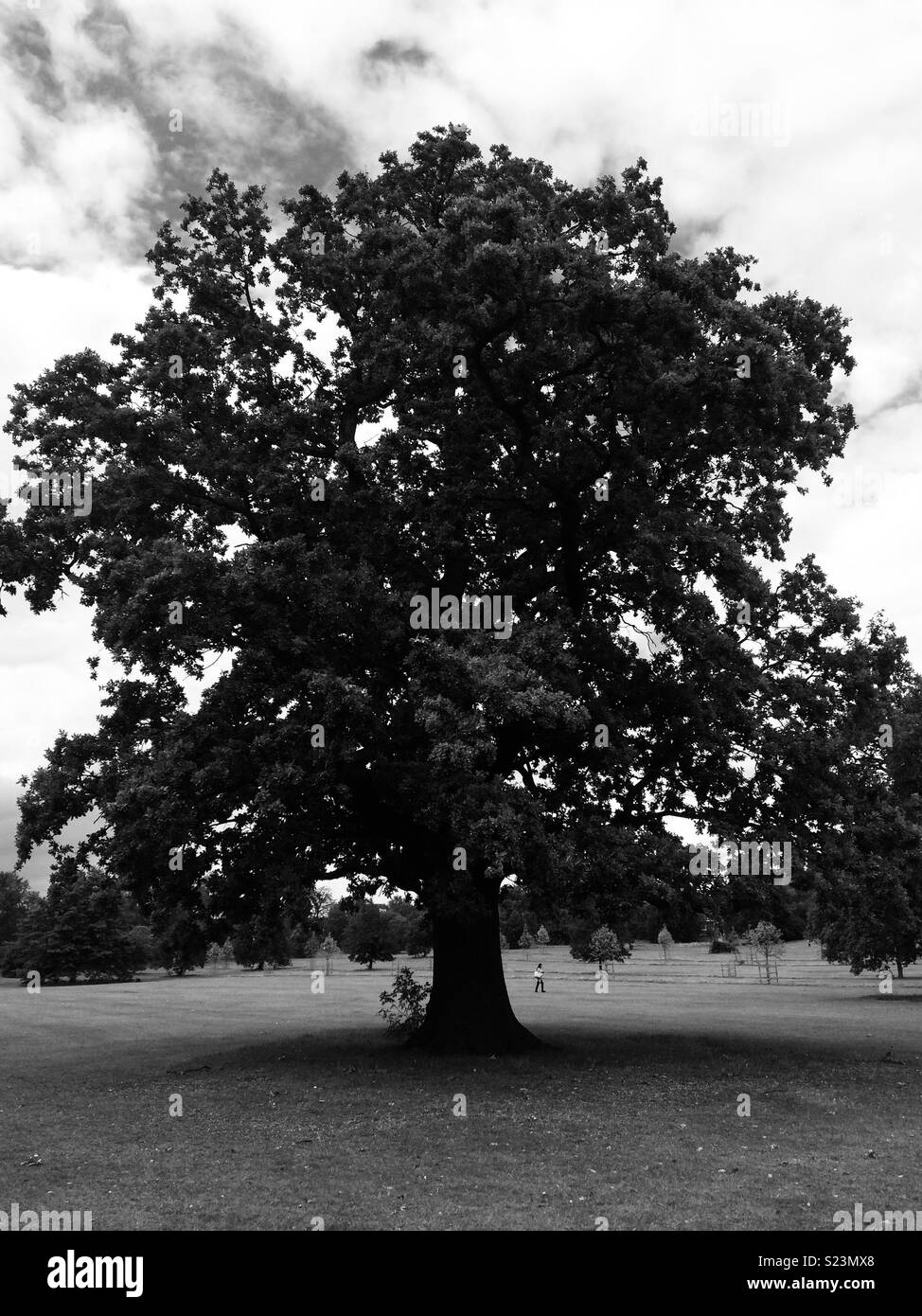 Black and white tree Stock Photo - Alamy