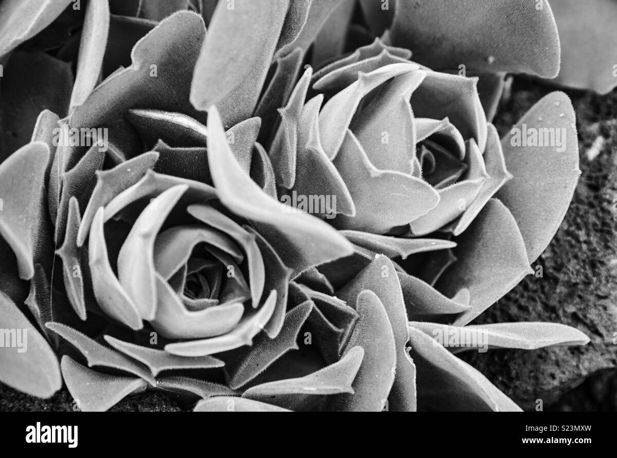 Arid flora Black and White Stock Photos & Images - Alamy