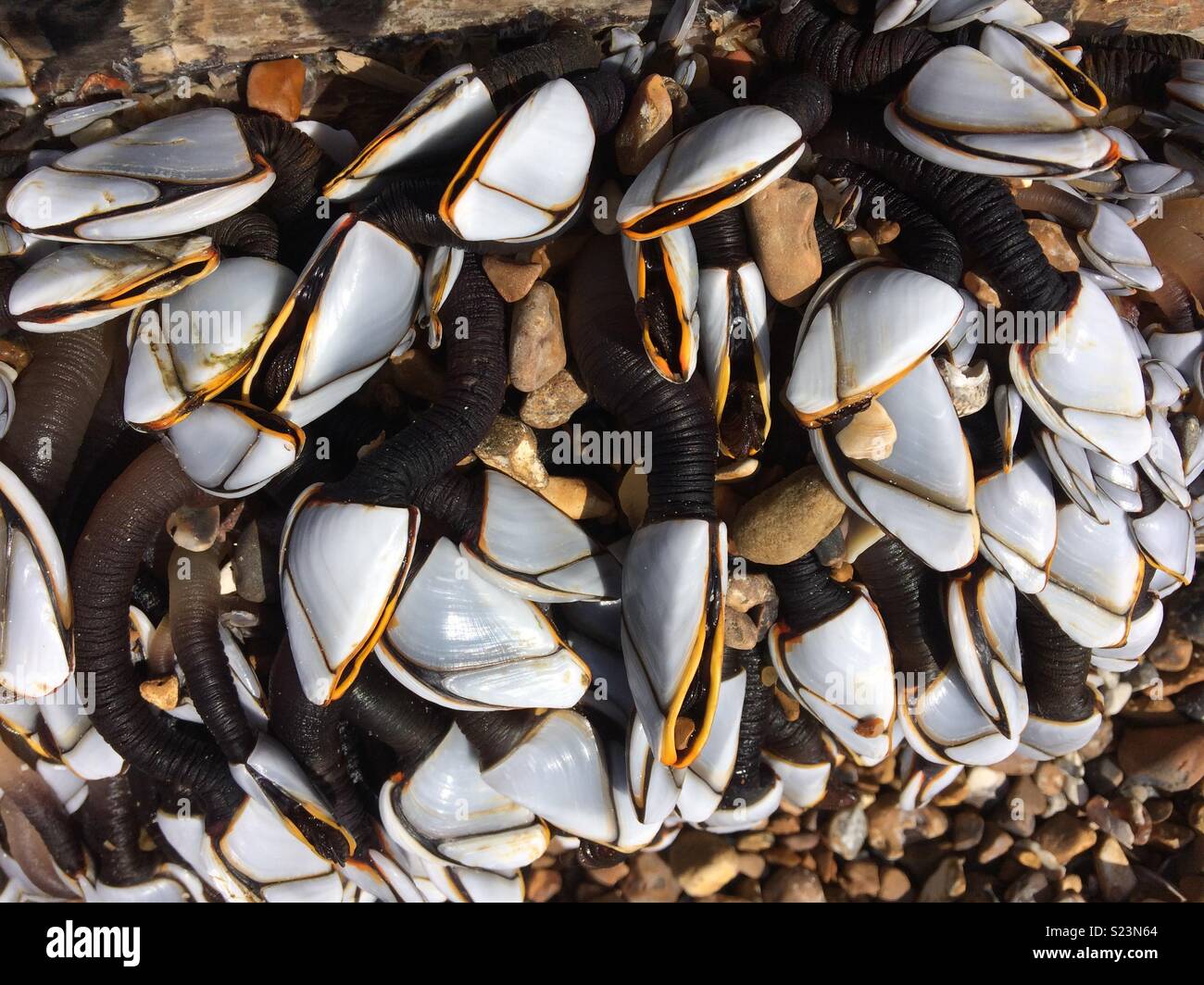 Gooseneck barnacles hi-res stock photography and images - Alamy