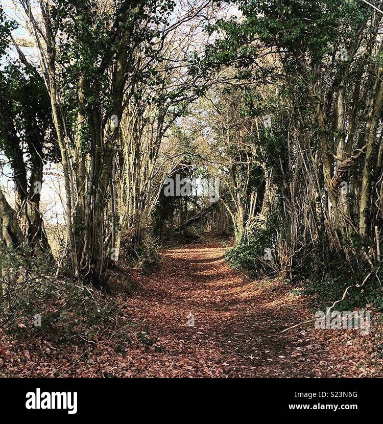 Path through trees hi-res stock photography and images - Alamy