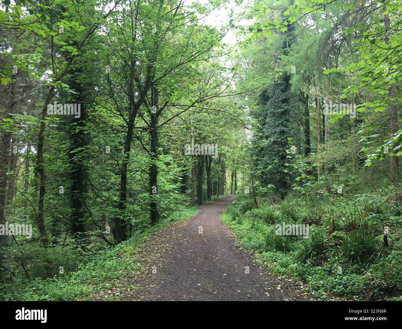 Forest Trail at Glenarm Northern Ireland Stock Photo - Alamy