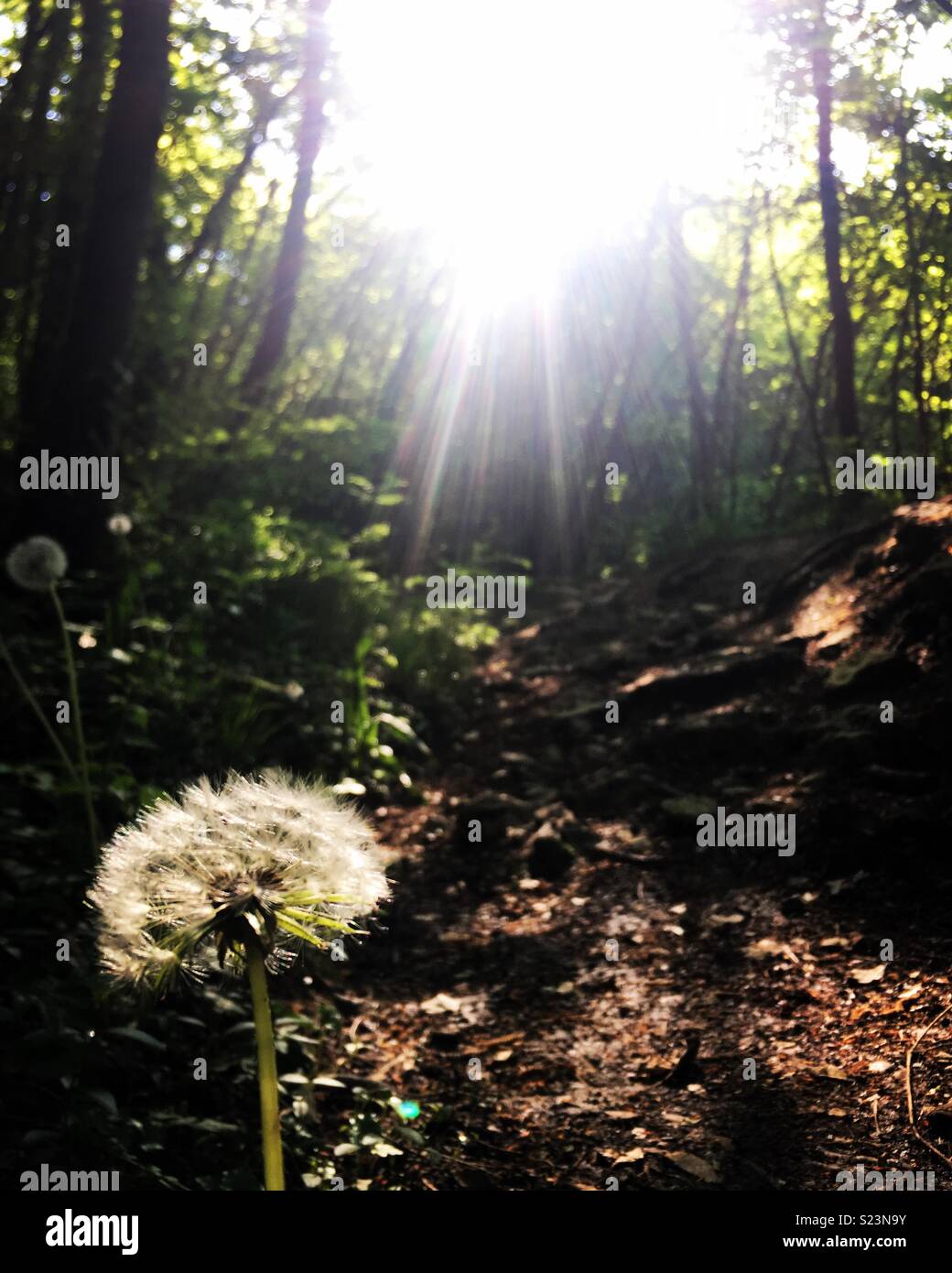 Sole sun hi-res stock photography and images - Alamy