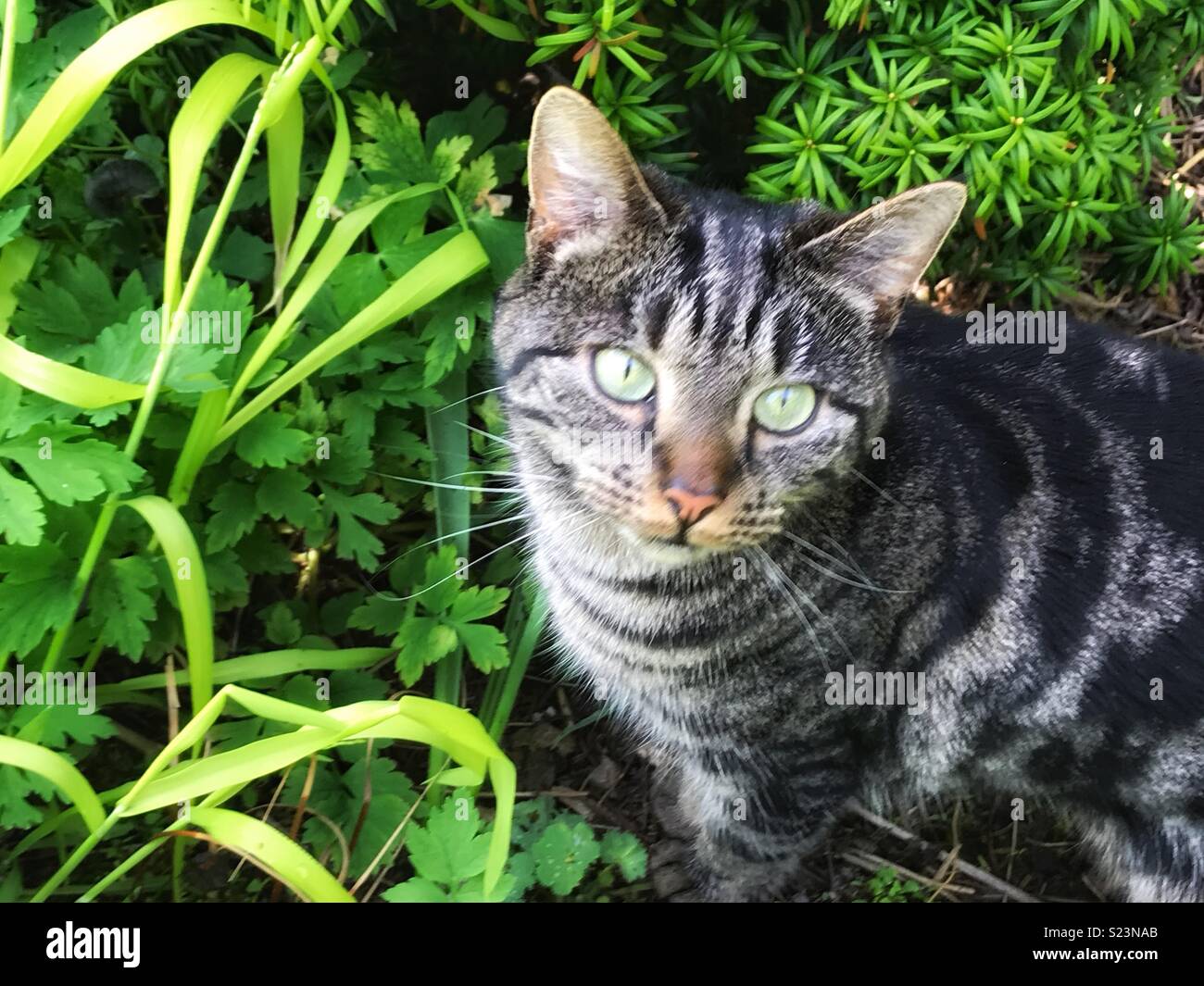 Cat with greenery hi-res stock photography and images - Alamy