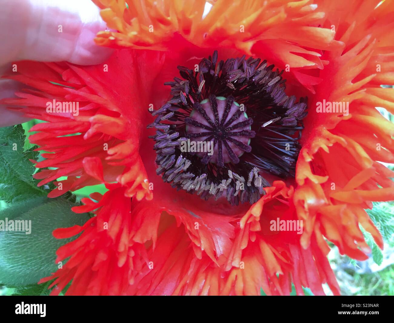 Frilled Poppy High Resolution Stock Photography and Images - Alamy