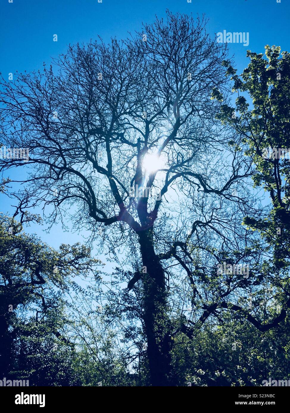 Time tree hi-res stock photography and images - Alamy