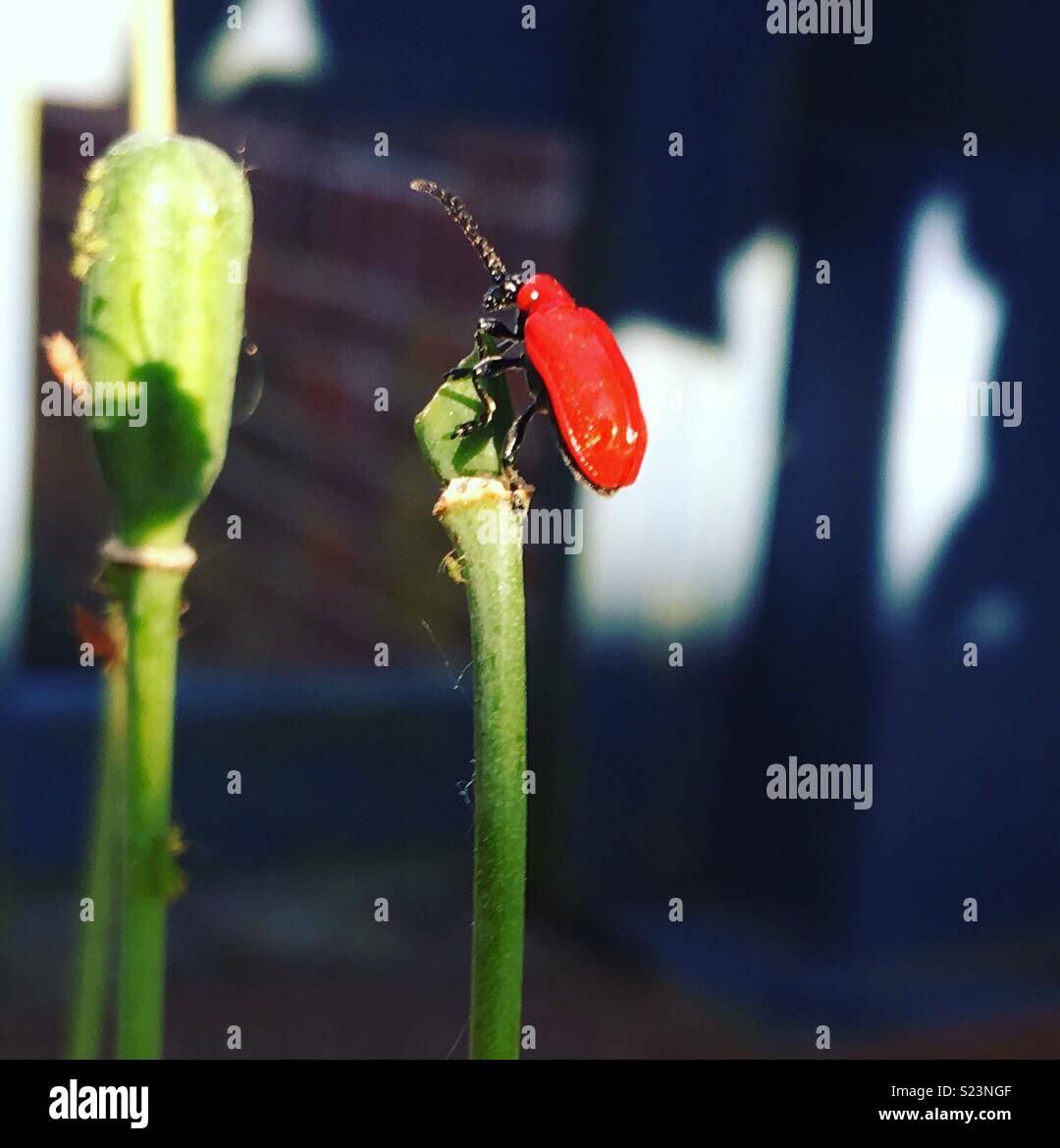 Seed Beetle High Resolution Stock Photography and Images - Alamy