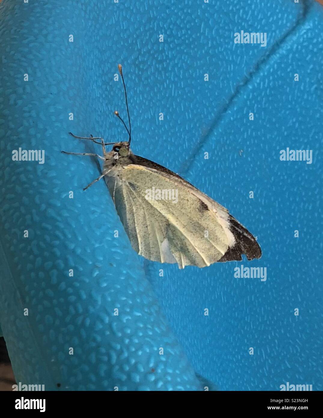 Sleeping Butterfly High Resolution Stock Photography and Images - Alamy