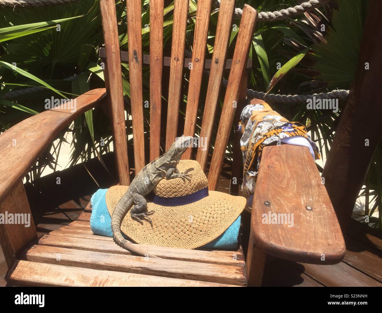 Lizard with hat hi-res stock photography and images - Alamy