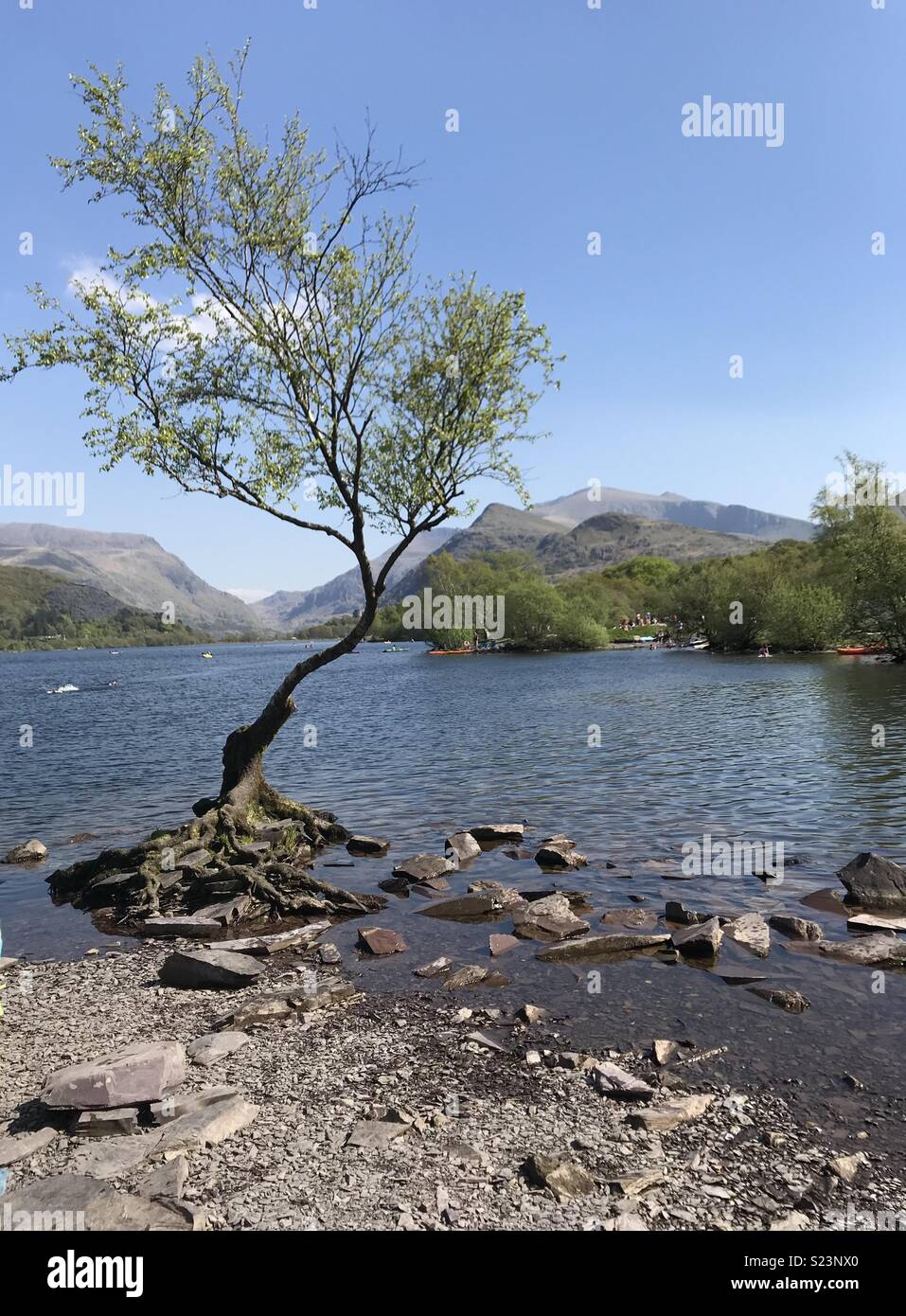 Tree with a view hi-res stock photography and images - Alamy