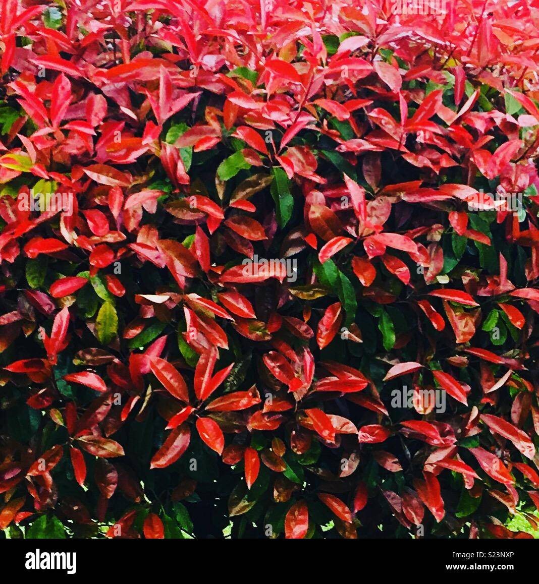 Red bush hi-res stock photography and images - Alamy