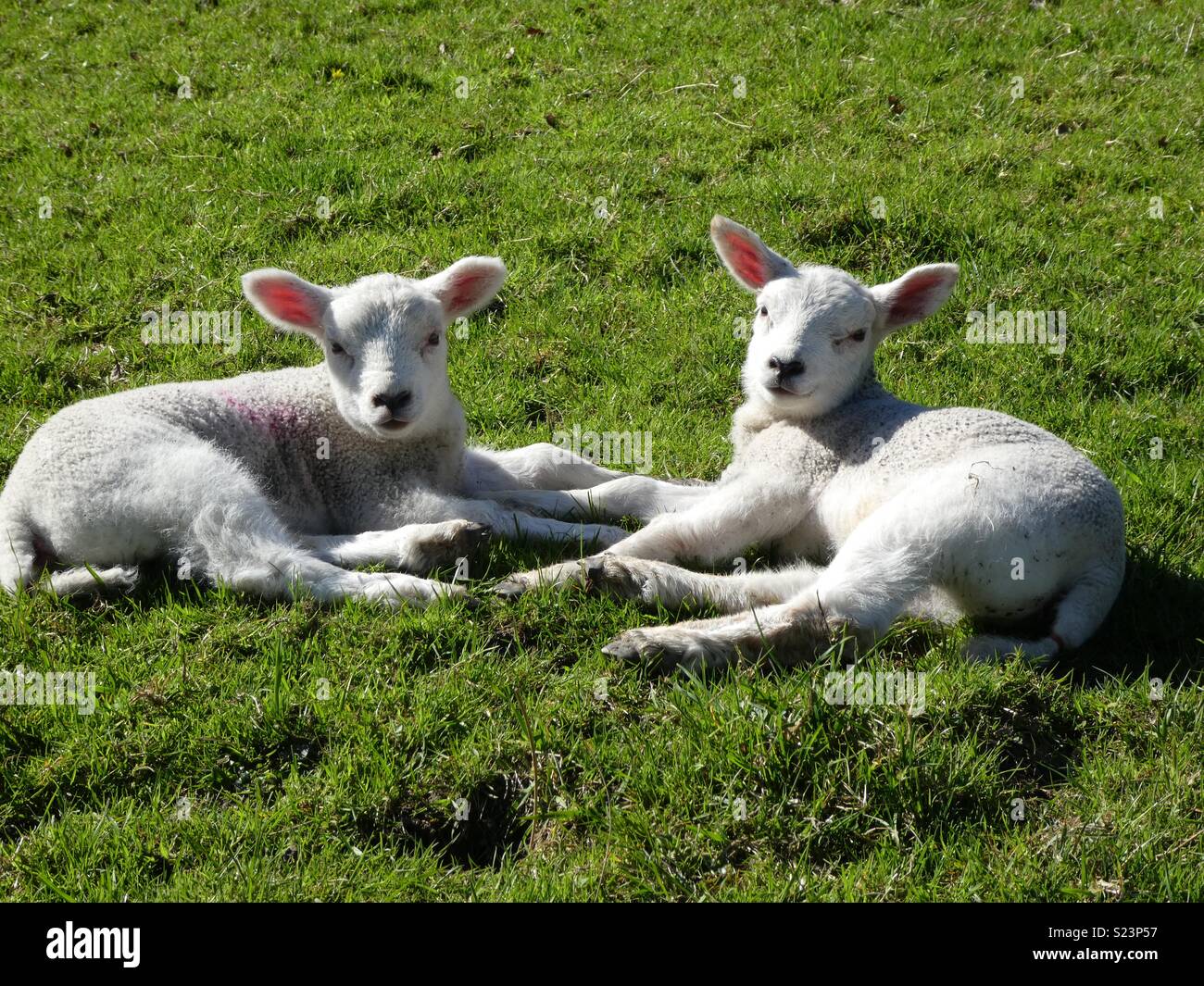 Two lambs hi-res stock photography and images - Alamy
