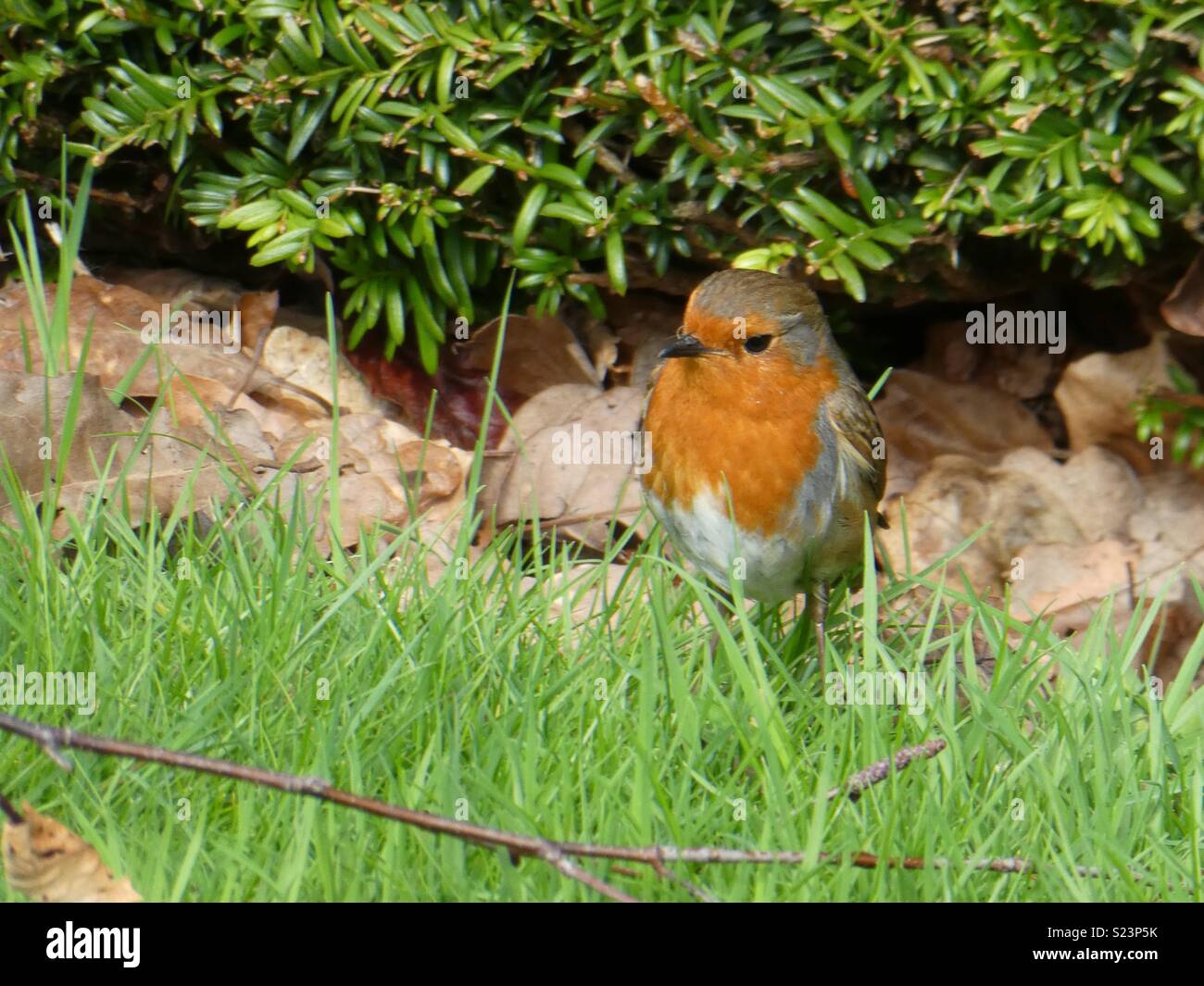 Robin day hi-res stock photography and images - Alamy