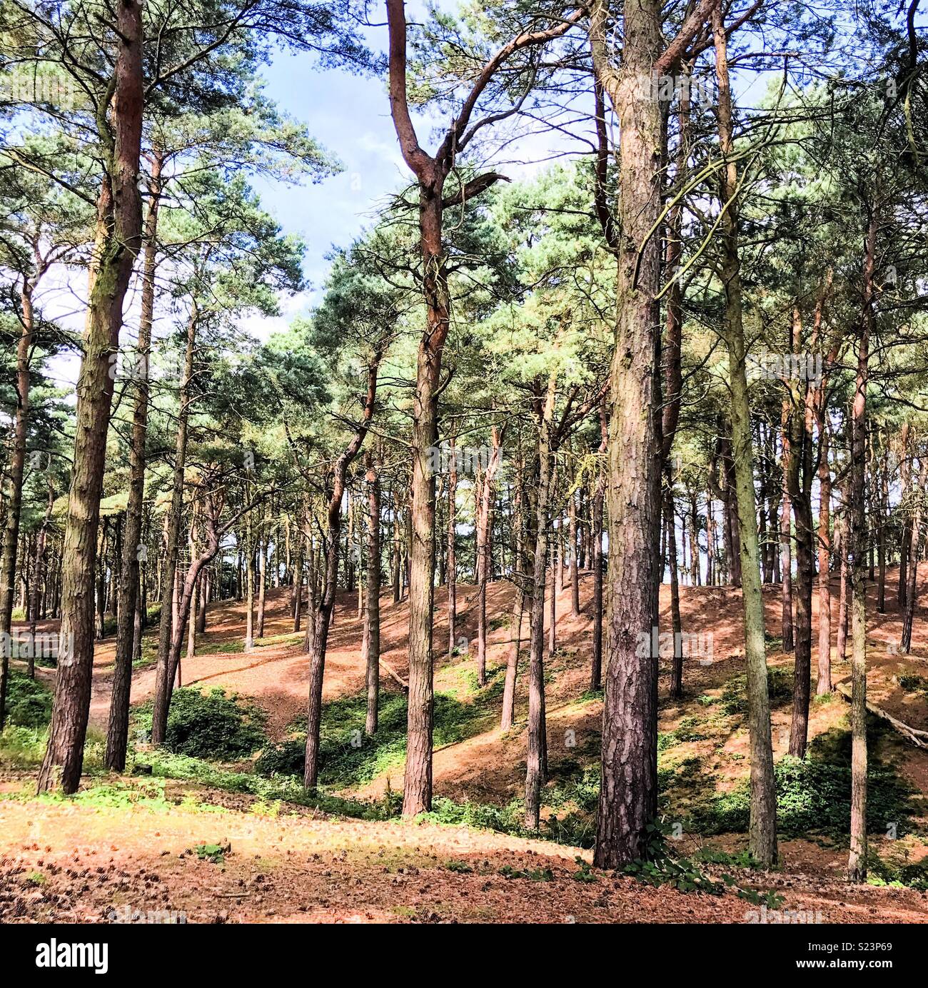 Formby Pine High Resolution Stock Photography and Images - Alamy